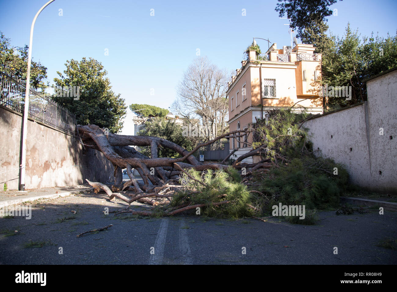 Fallen tree on Via Garibaldi in Rome Stock Photo - Alamy