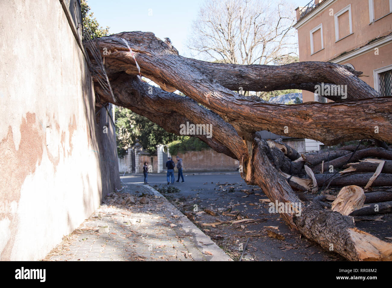 Fallen tree on Via Garibaldi in Rome Stock Photo - Alamy