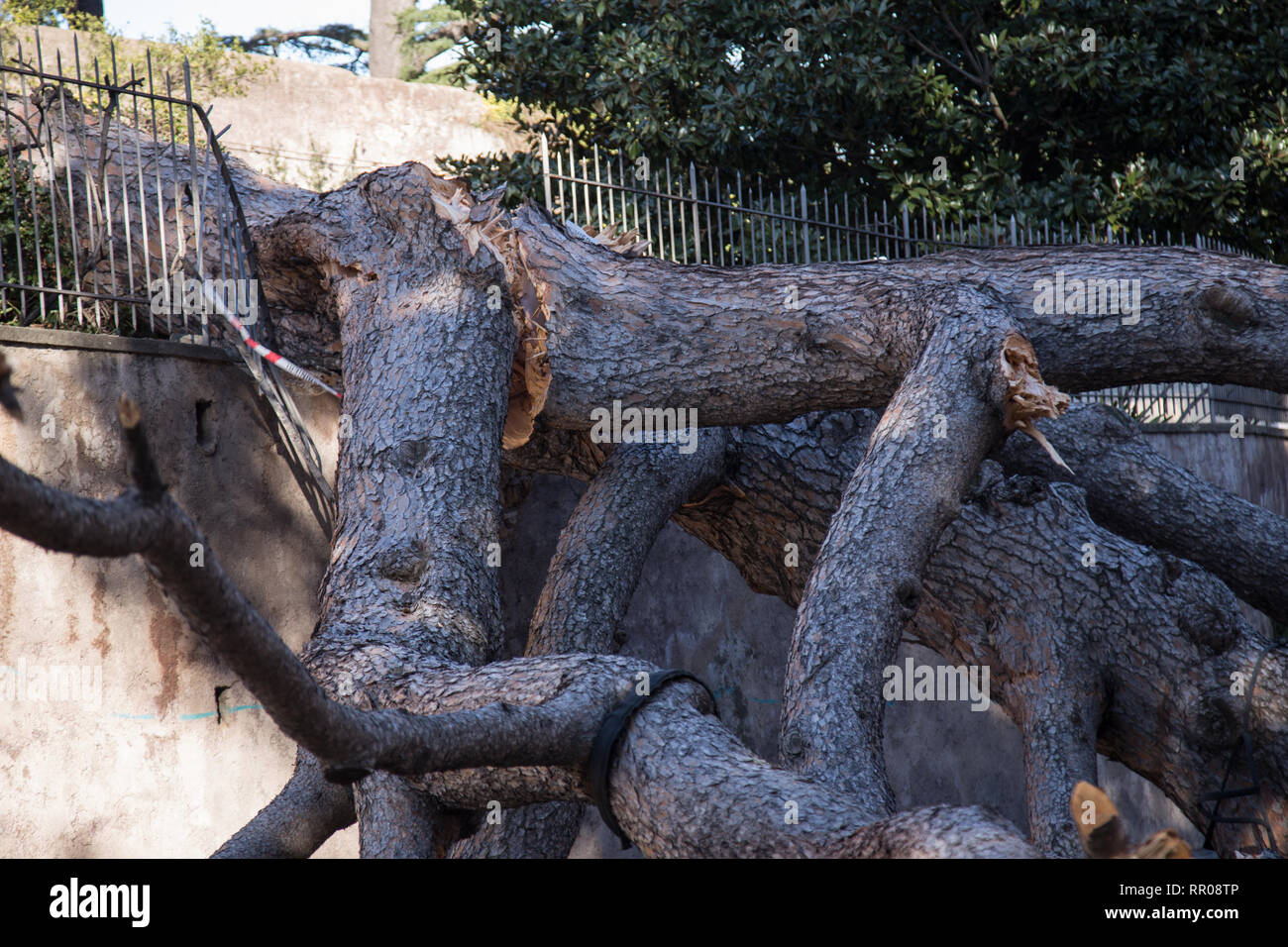 Fallen tree on Via Garibaldi in Rome Stock Photo - Alamy