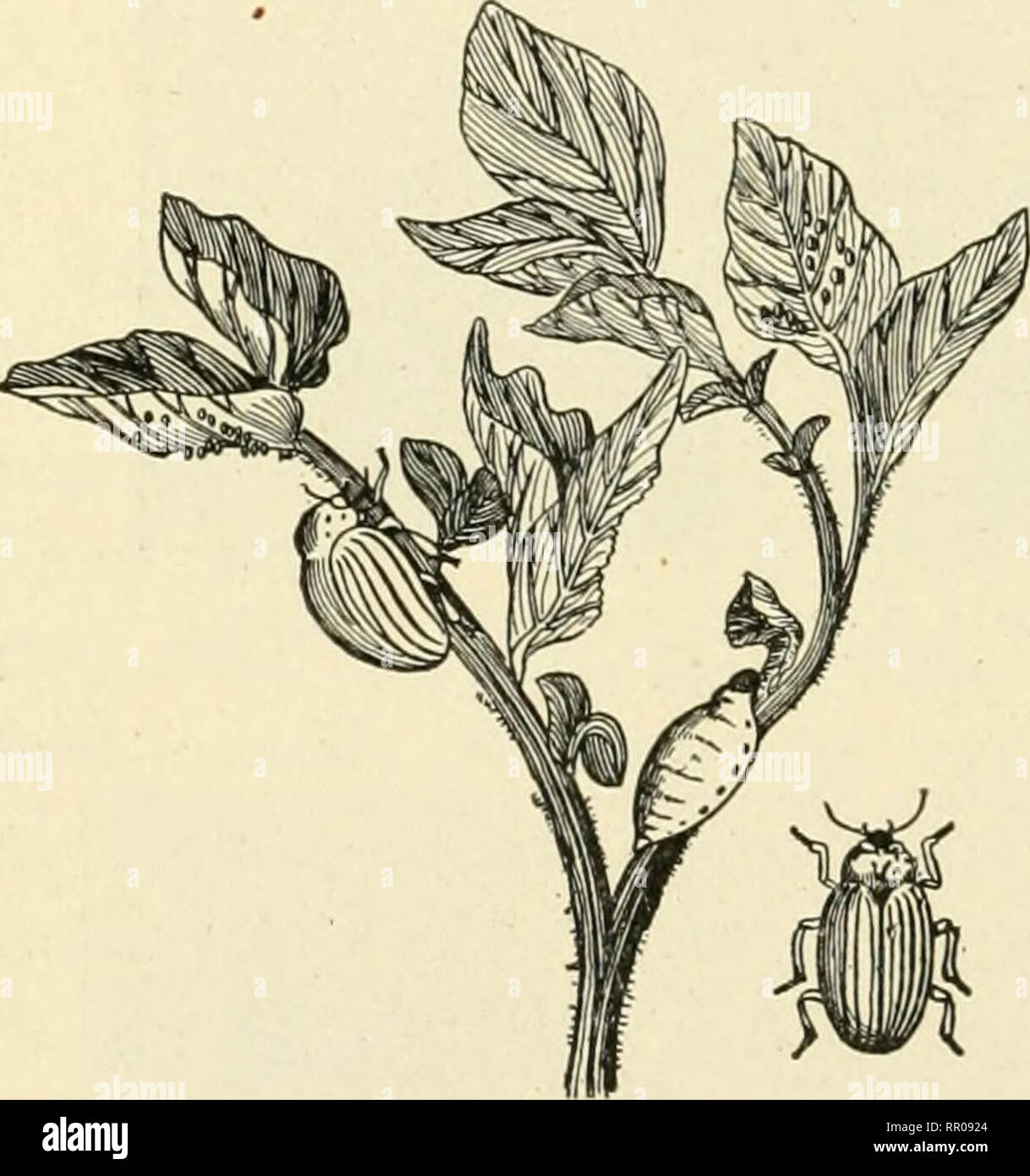 Often called scarabs or scarab beetles hi-res stock photography and ...