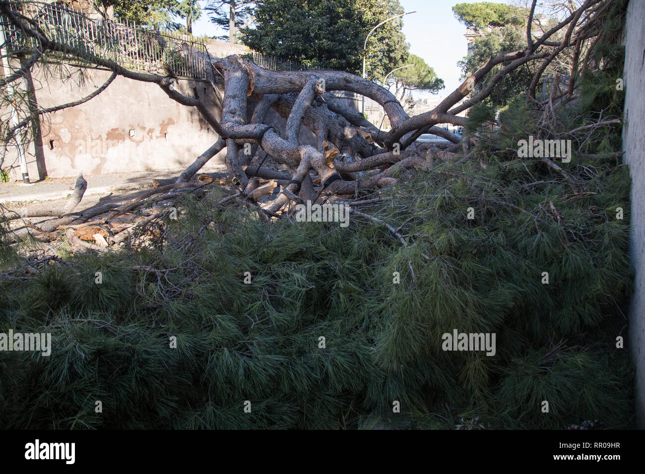 Fallen tree on Via Garibaldi in Rome Stock Photo - Alamy