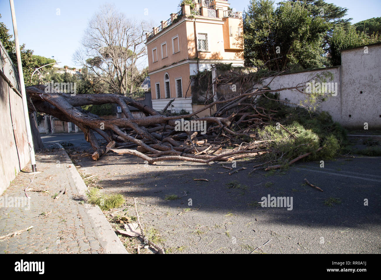 Fallen tree on Via Garibaldi in Rome Stock Photo - Alamy