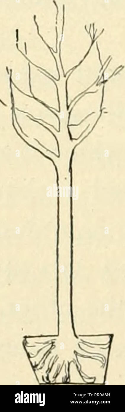 Apple grafting illustration hi-res stock photography and images - Alamy