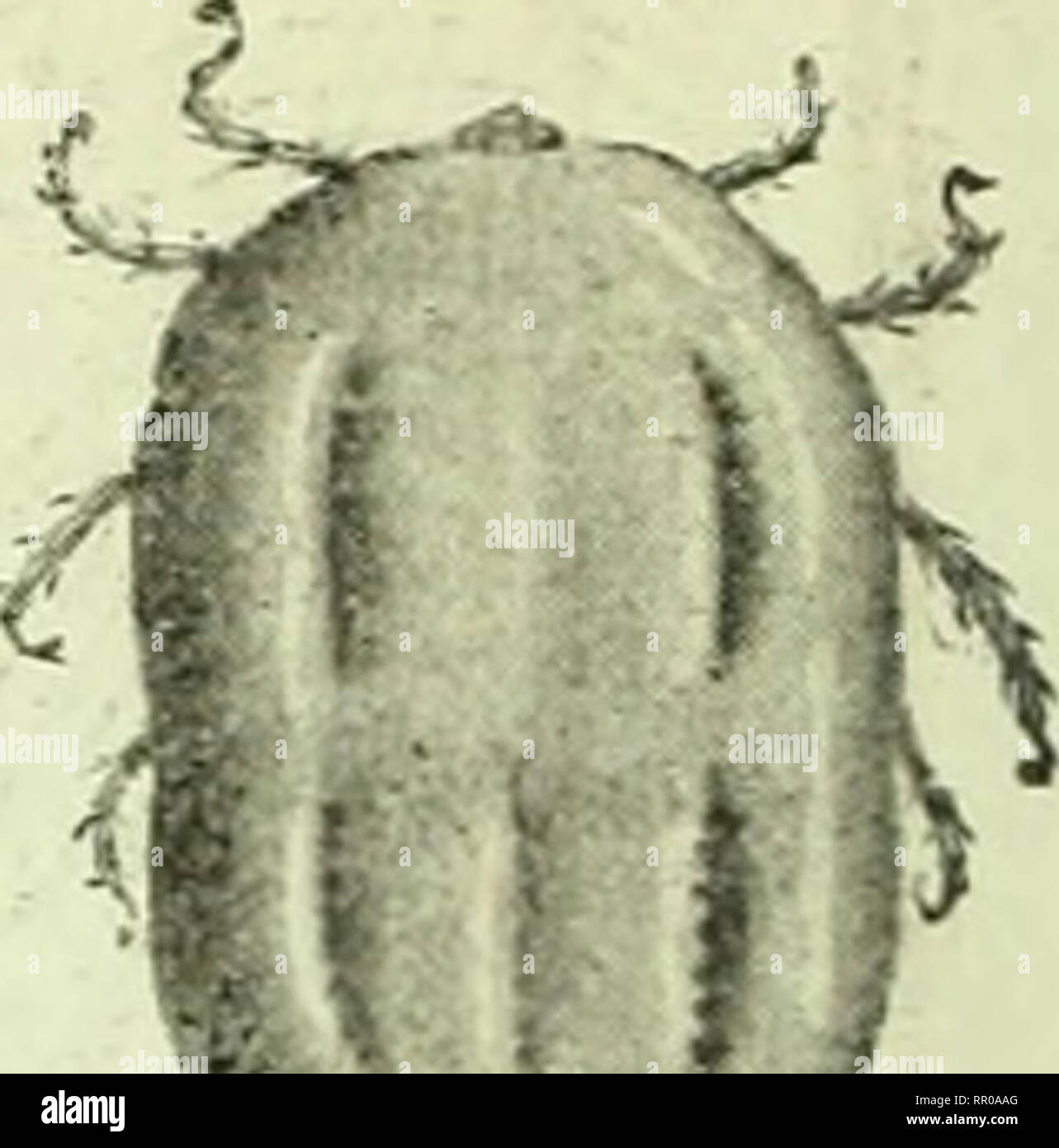 Cattle dip for tick control hi-res stock photography and images - Alamy