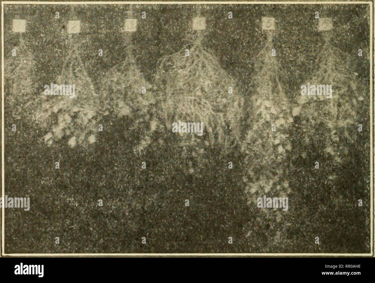 . Agriculture for the Kansas common schools. Agriculture. Cowpeas ...