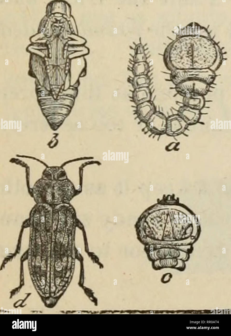 Washing beetle hi-res stock photography and images - Alamy