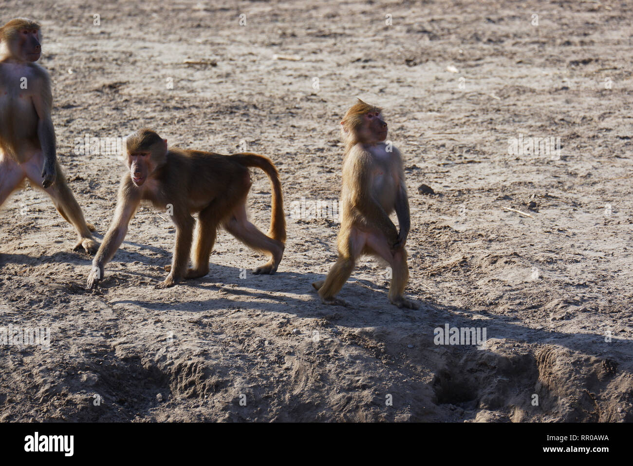 Sturdy monkeys standing upright sand bottom Stock Photo - Alamy