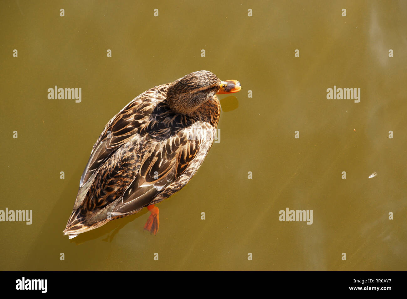 Isolated duck top view in brown water Stock Photo - Alamy