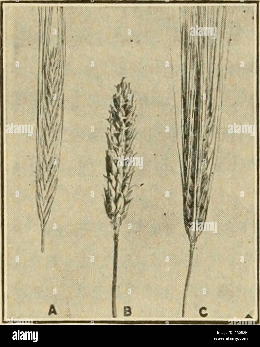 Two types of bugs hi-res stock photography and images - Alamy