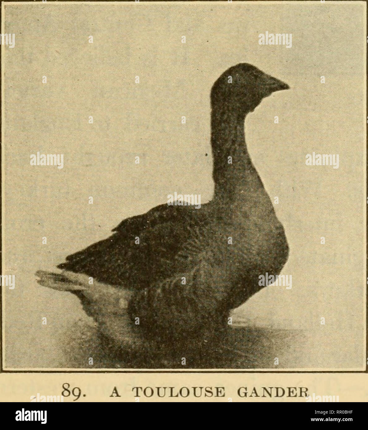 Mallard indian runner duck hi-res stock photography and images - Alamy