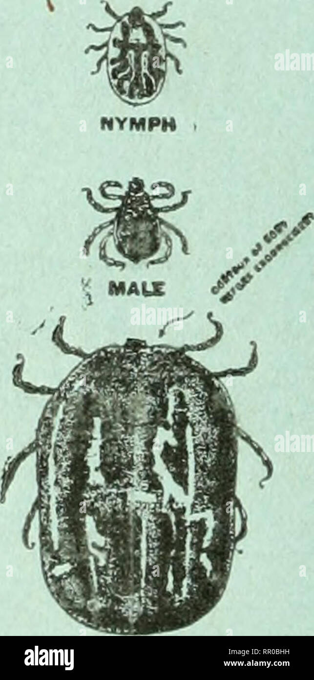 Tick refers hi-res stock photography and images - Alamy