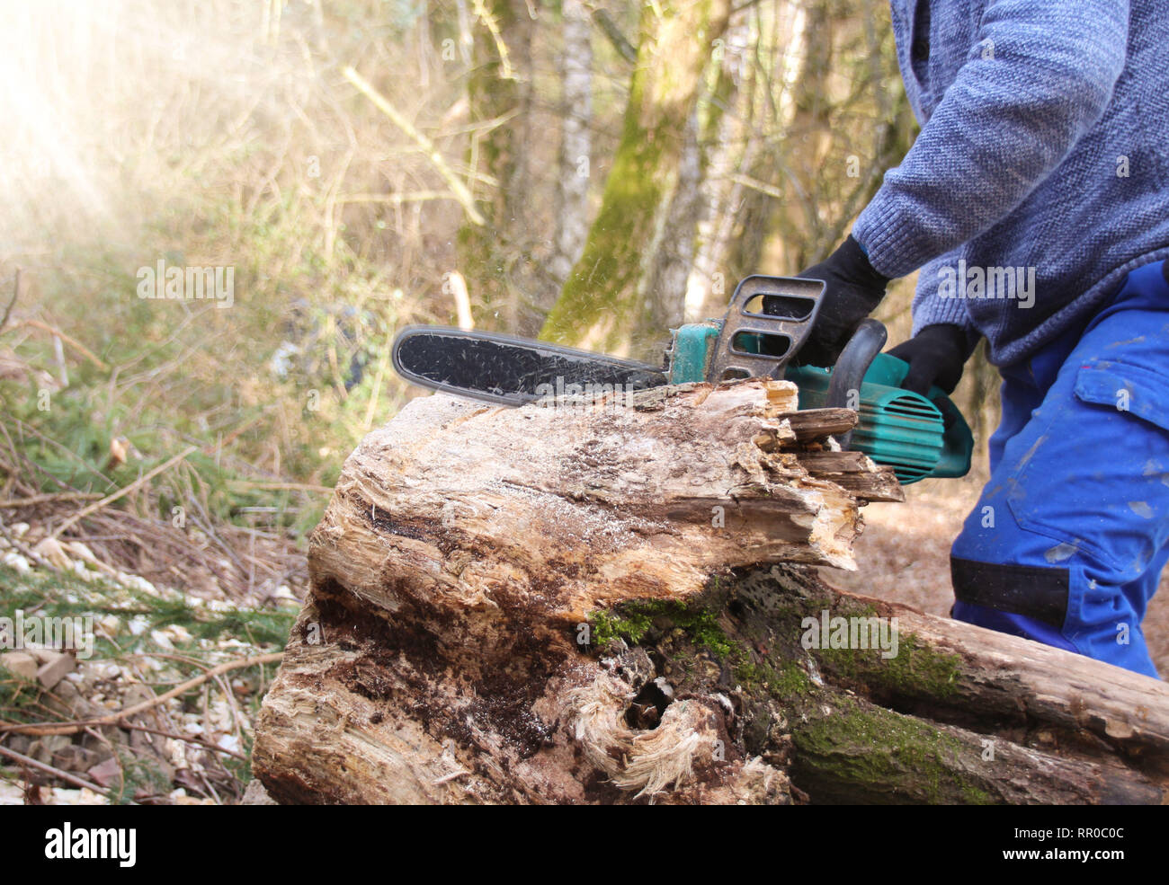 Cutting wood in the Forest Stock Photo - Alamy