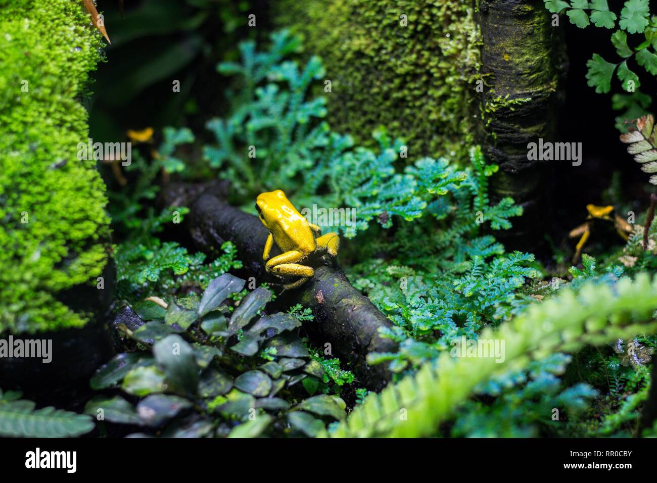 A small and beautiful yellow-colored frog sits on a small branch of a ...