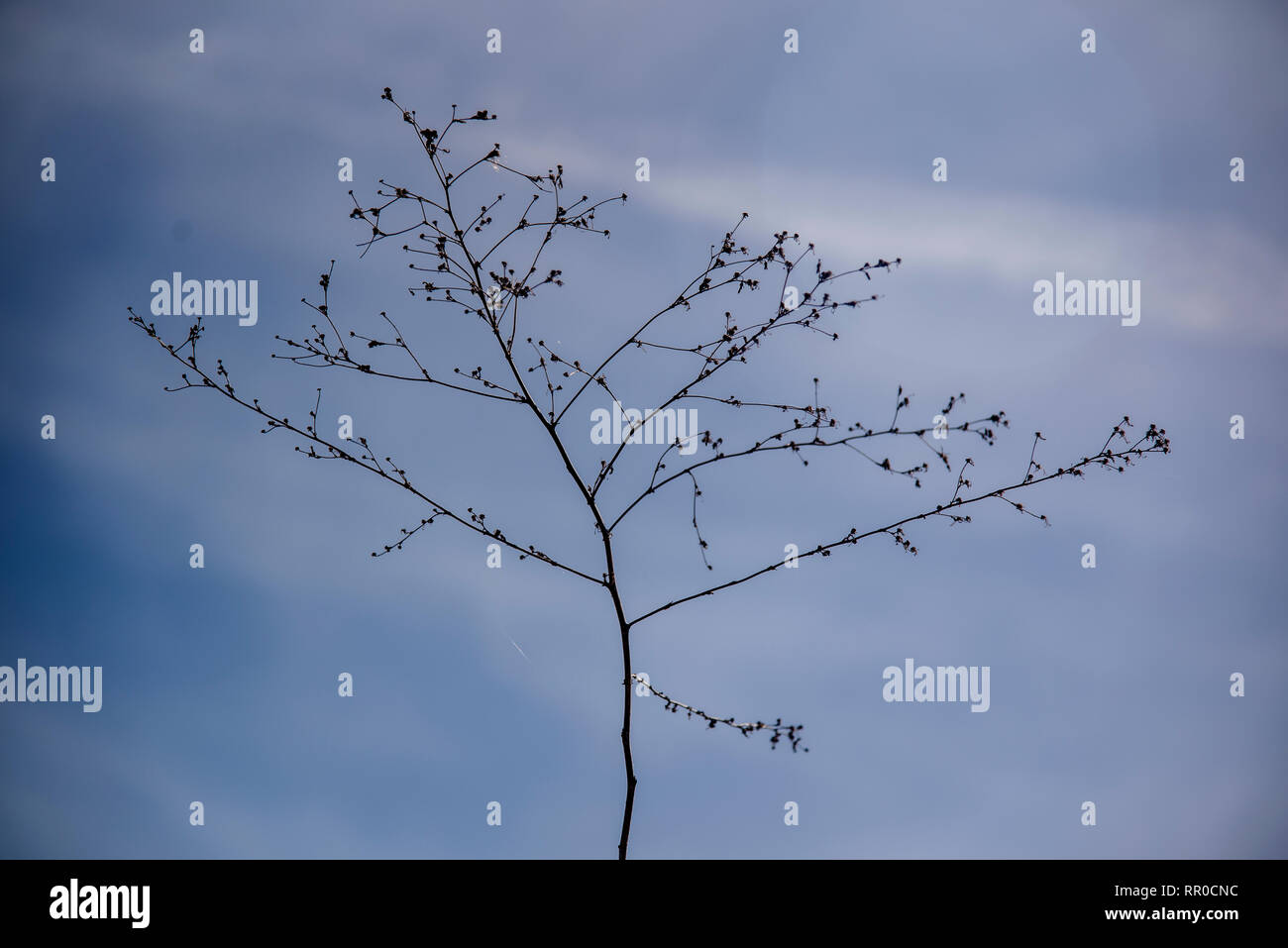 simple bush on sky background Stock Photo - Alamy