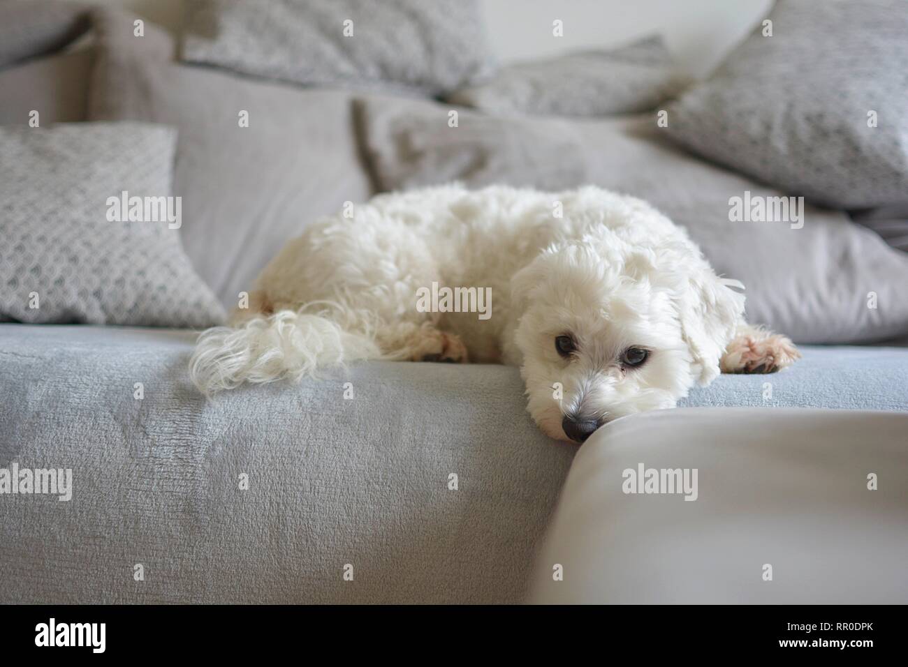 Funny gray dog hi-res stock photography and images - Alamy