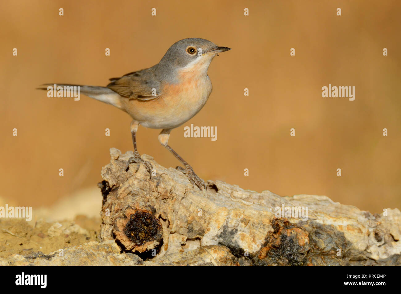 HIPPOLAIS POLYGLOTTA FELOSA-POLIGLOTA MELODIOUS WARBLER Stock Photo - Alamy