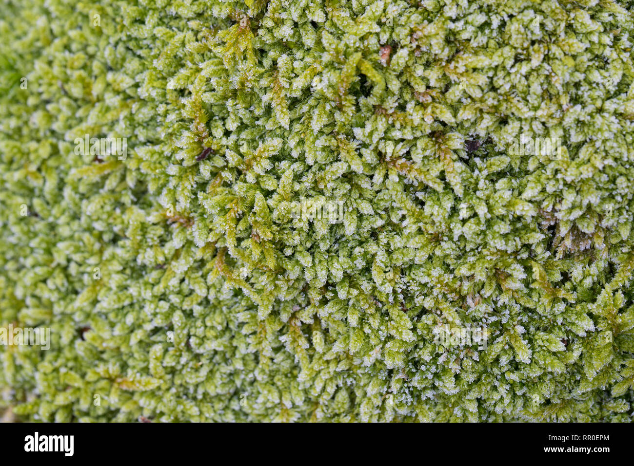 winter moss under hoar frost macro Stock Photo - Alamy