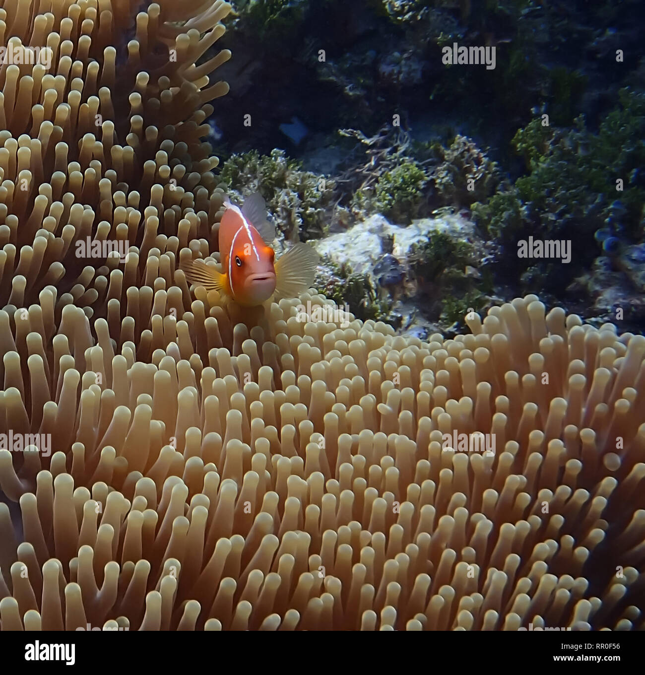 Orange anemonefish or tropical clownfish with anemone underwater in ...