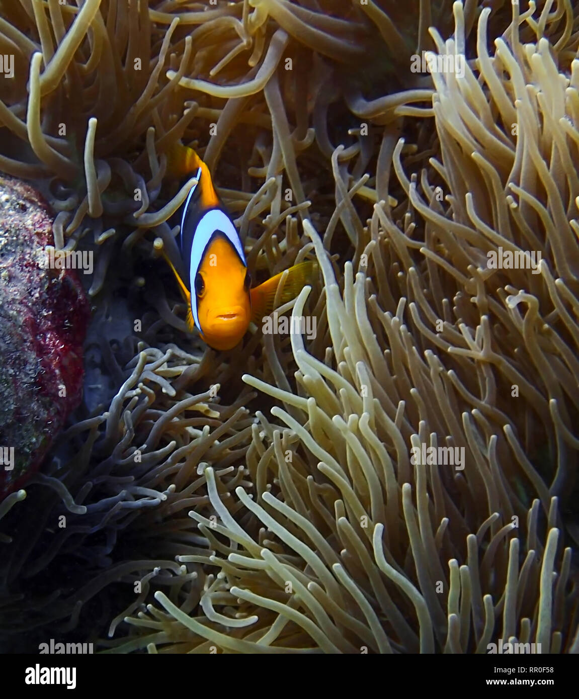 Clown Triggerfish Teeth