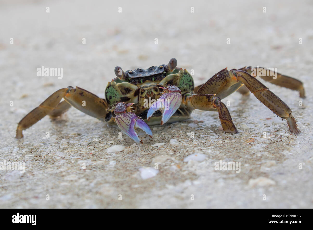 Close up crab with purple claws on beach with legs planted in sand ...