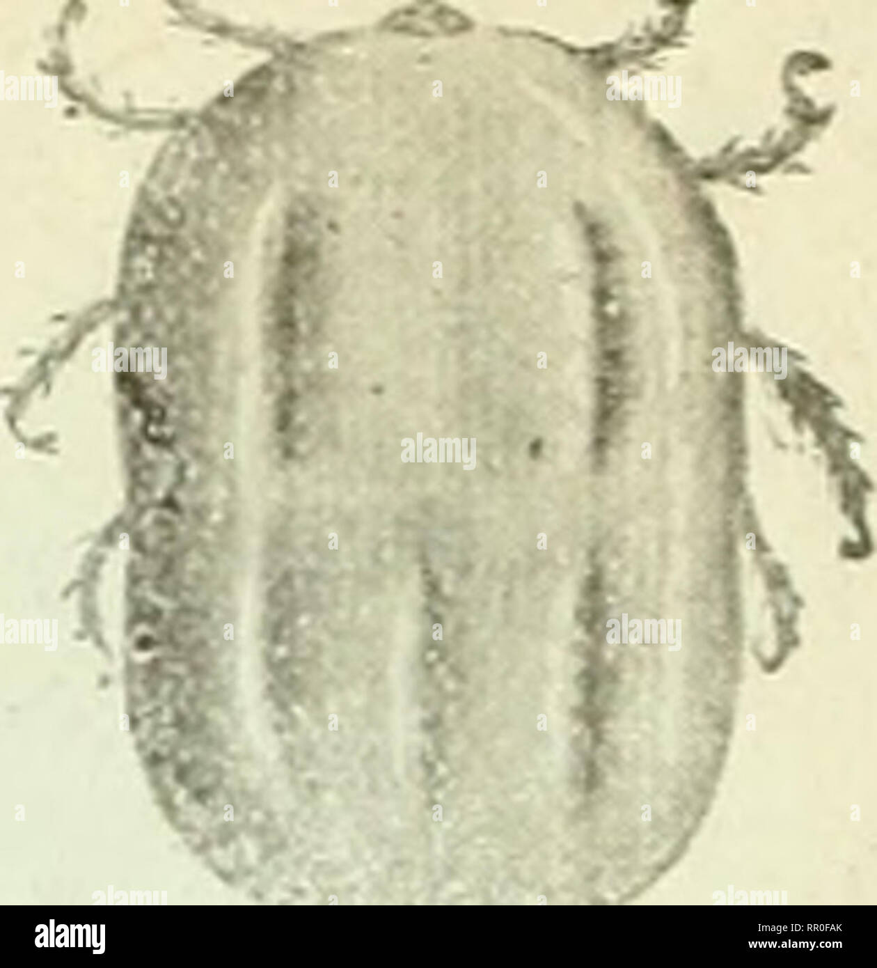 Tick refers hi-res stock photography and images - Alamy