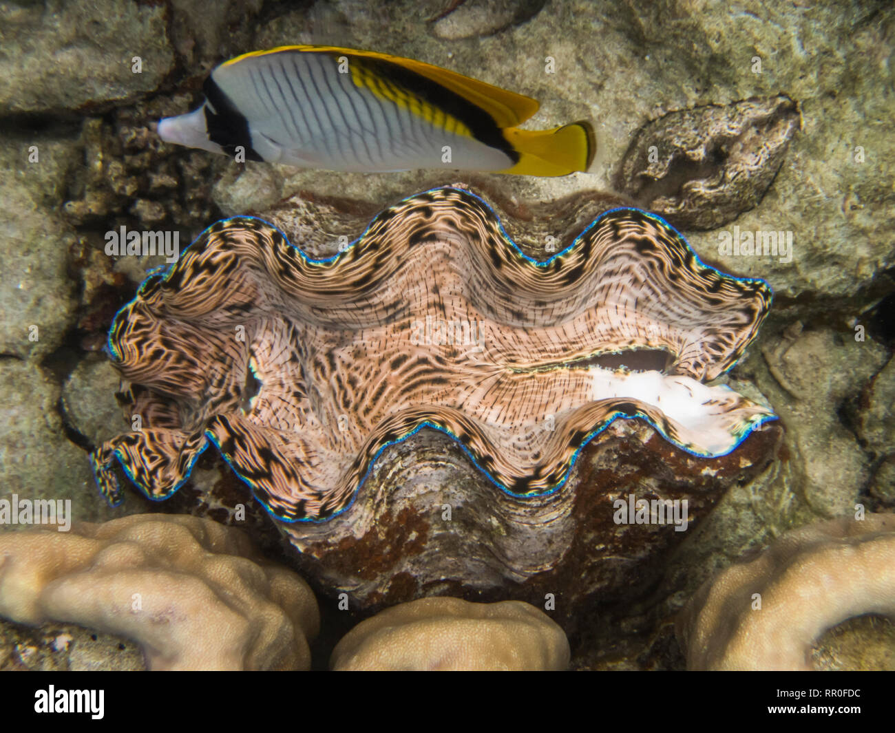 Close up giant clam in peach green and blue colors with butterflyfish ...
