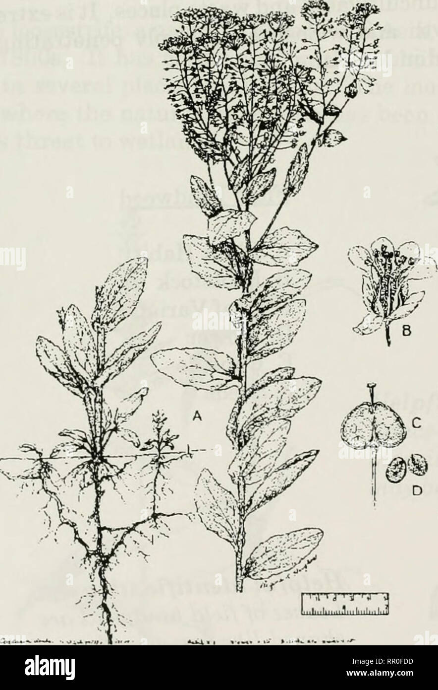 . Agricultural plant pest control : a study manual for commercial and ...