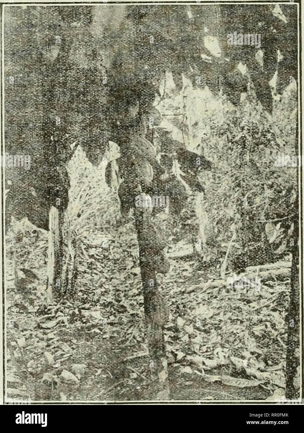 Planted pens hi-res stock photography and images - Alamy