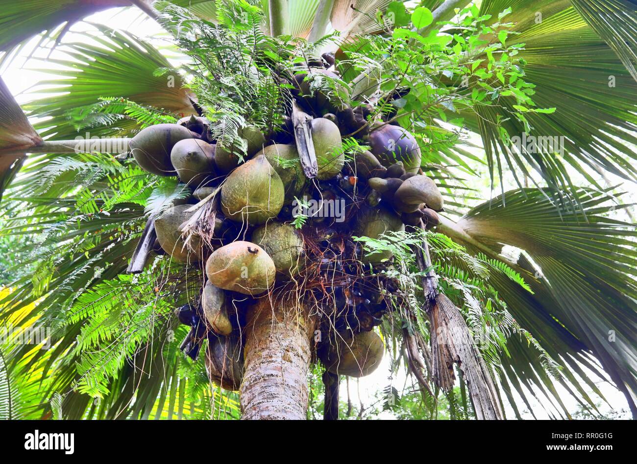 Coco de Mer palmtree on the Seychelles island Stock Photo - Alamy