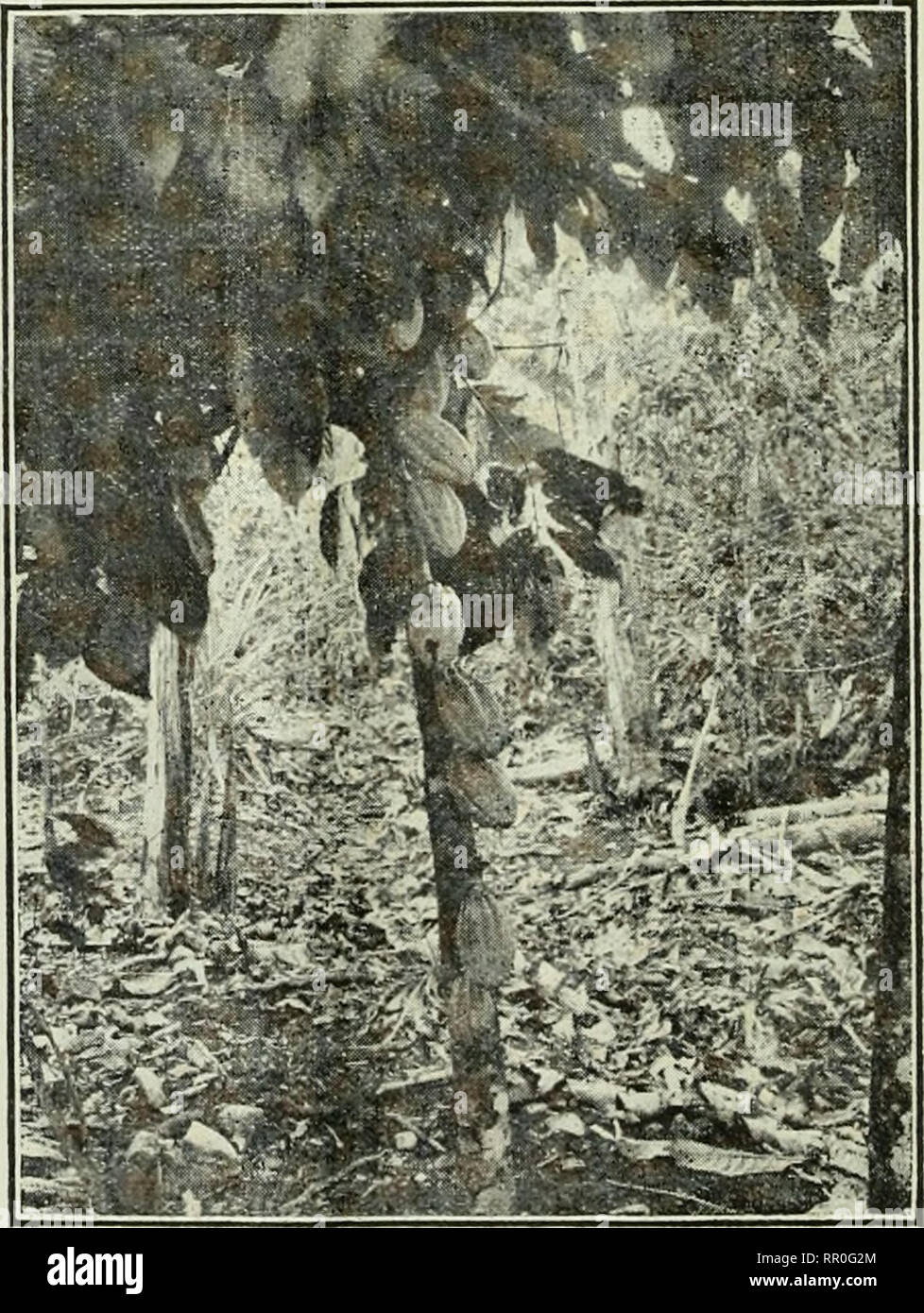 Planted pens hi-res stock photography and images - Alamy