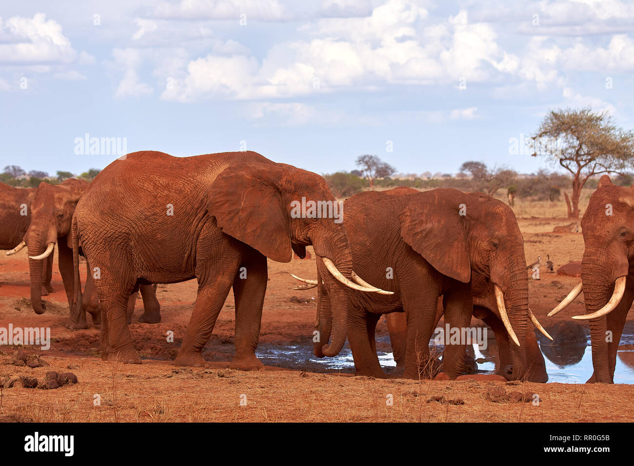 View of several African elephants in the savannah on safari in Kenya ...