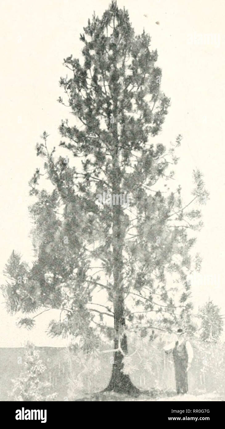 Pinus longifolia roxb hi-res stock photography and images - Alamy