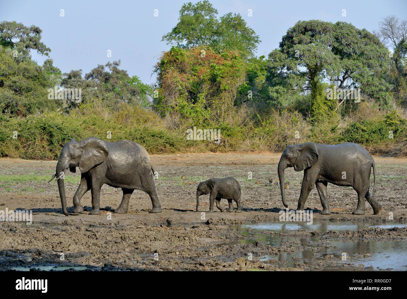 Kanga hi-res stock photography and images - Alamy