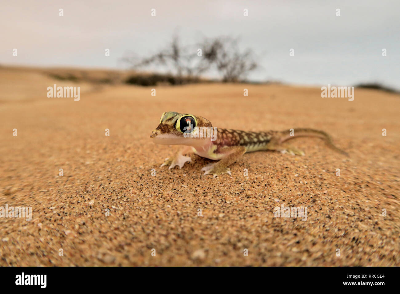 Namib sand gecko or namib web footed gecko hi-res stock photography and ...