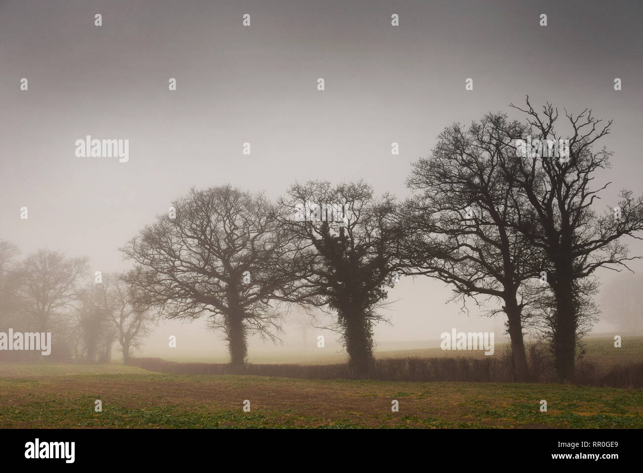 Field trees mist sky hi-res stock photography and images - Alamy