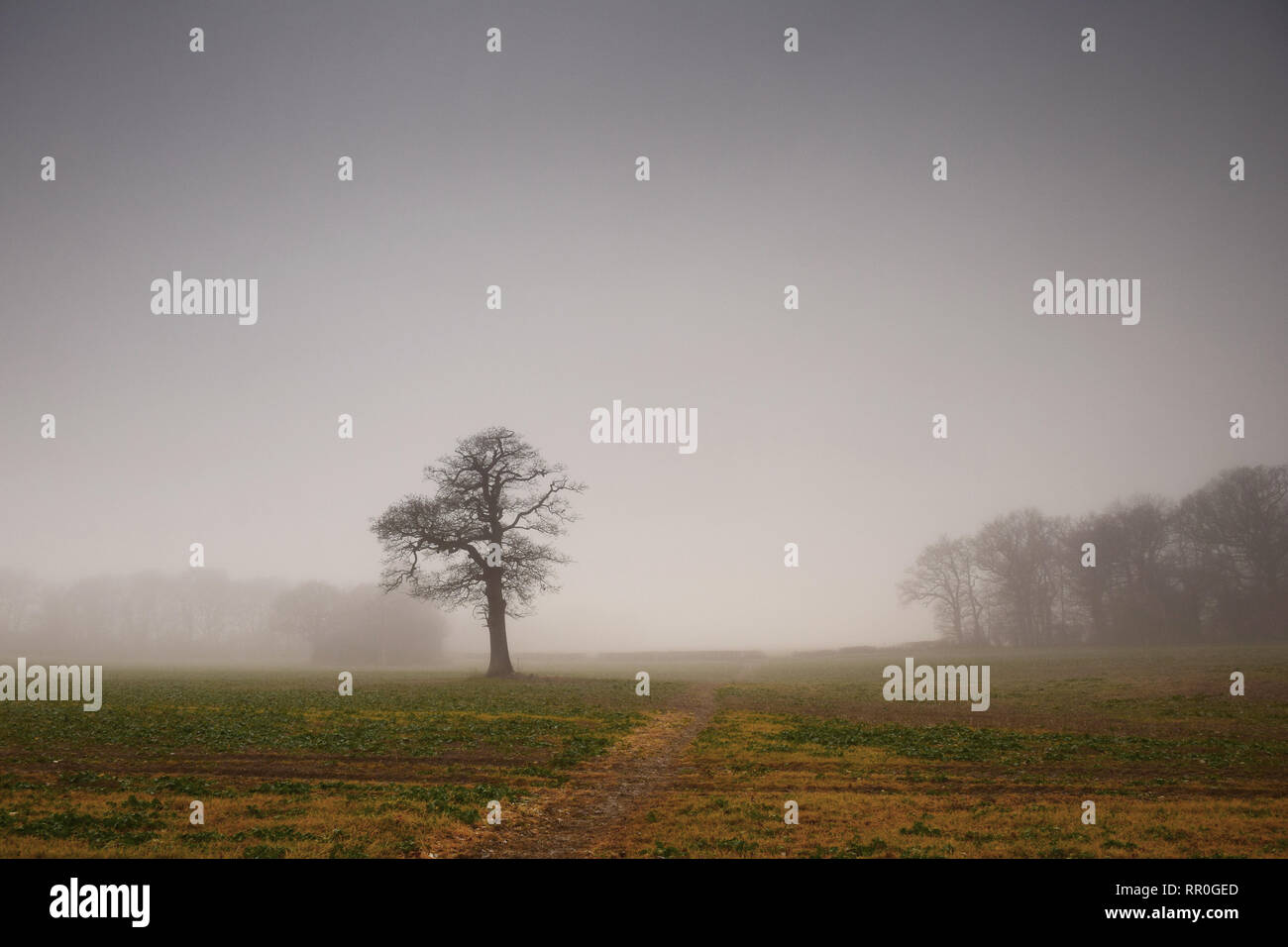 Field trees mist sky hi-res stock photography and images - Alamy