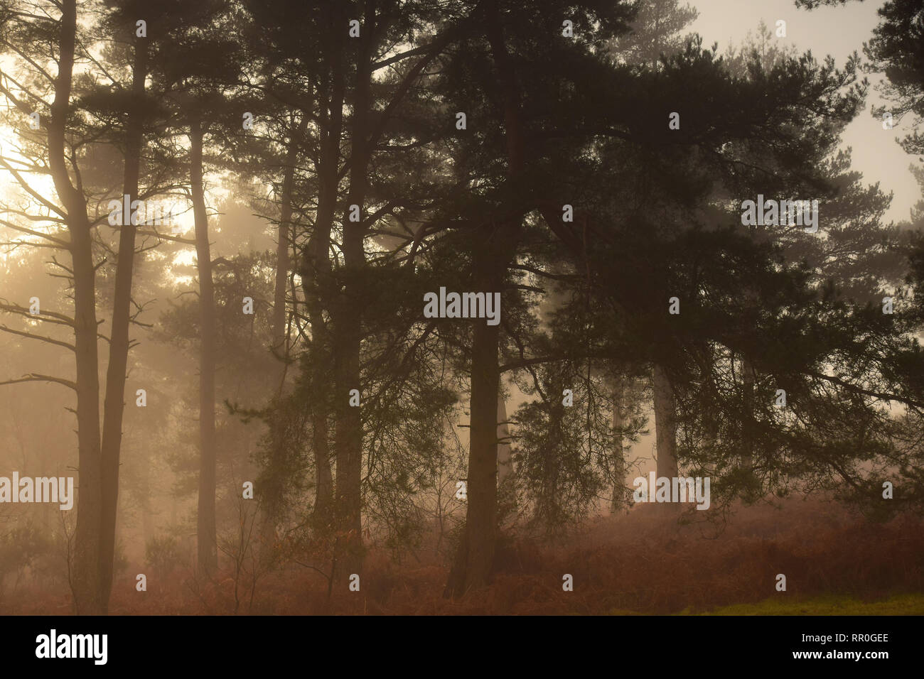 Woodland mist trees hi-res stock photography and images - Alamy