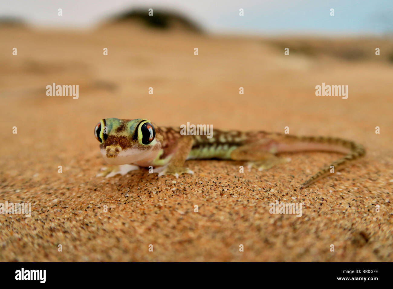 Namib sand gecko or namib web footed gecko hi-res stock photography and ...