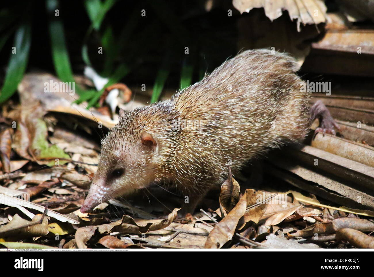 Tailless tenrec common tenrec tenrec hi-res stock photography and ...