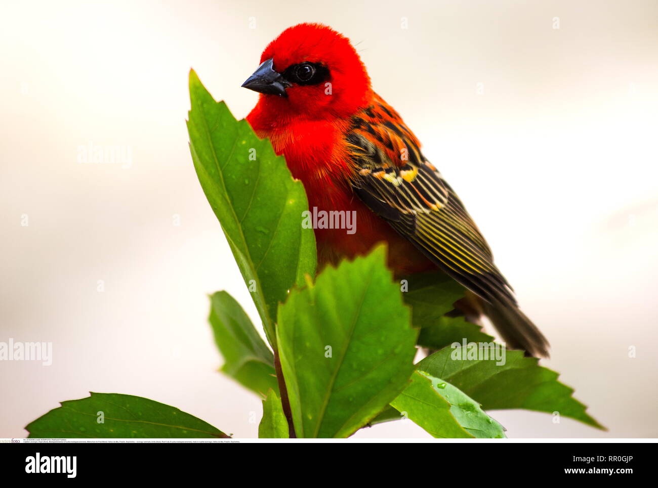 Cardinal fody hi-res stock photography and images - Alamy