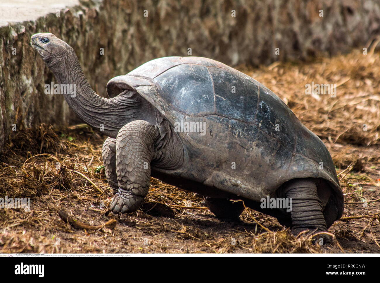 Reptilia Animals Reptile | Definition, Characteristics, Examples,