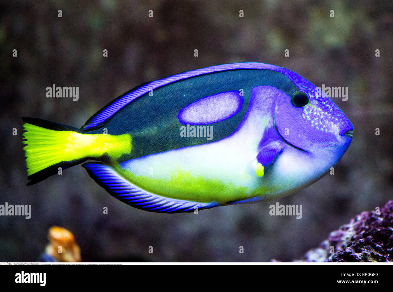 zoology / animals, fish (Pisces), blue tang (Paracanthurus hepatus ...