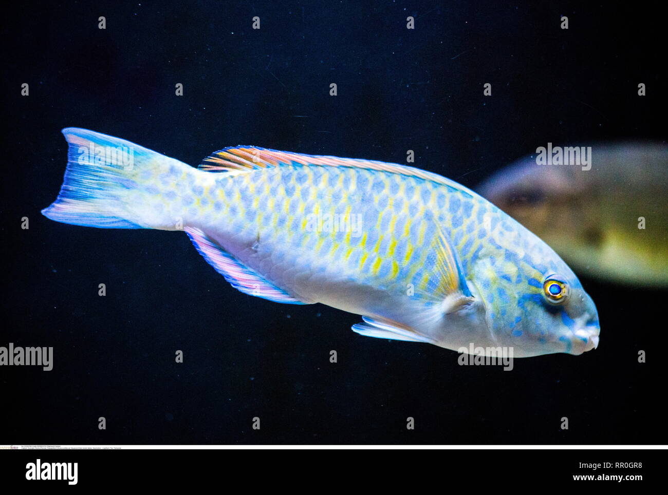 Tier hi-res stock photography and images - Alamy