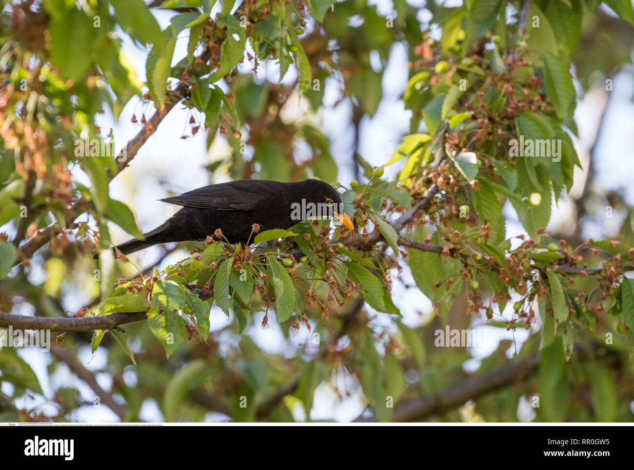 Male birds hi-res stock photography and images - Alamy