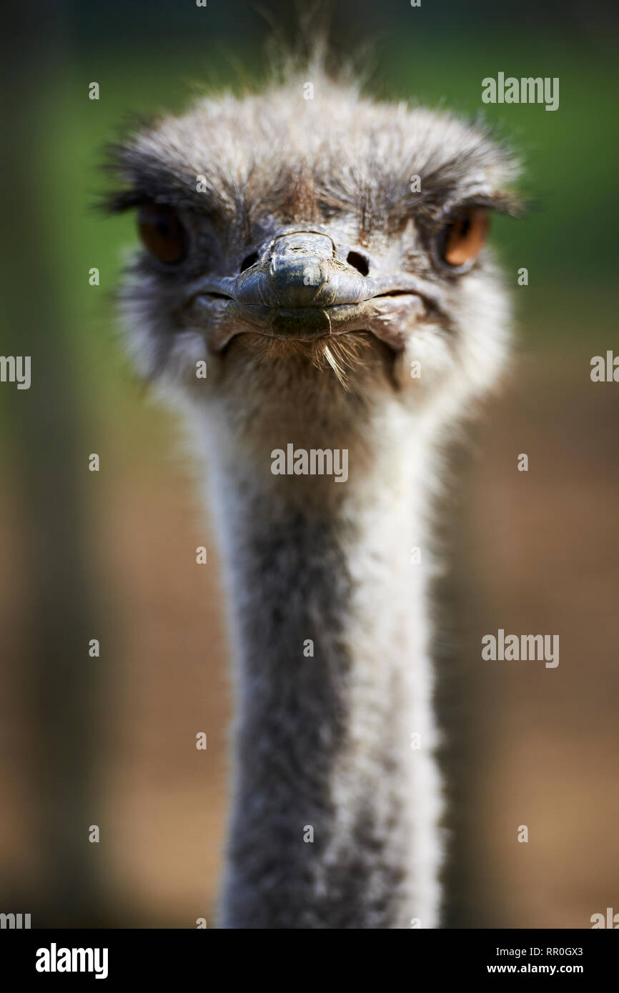 Ratite birds hi-res stock photography and images - Alamy
