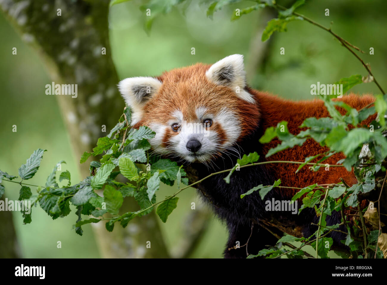 zoology / animals, mammal (mammalia), lesser panda, lesser panda or ...