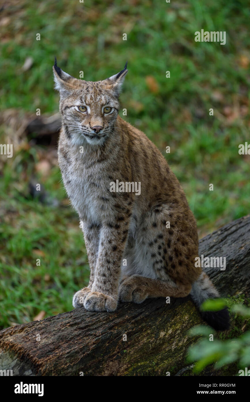 Parc animalier de sainte croix hi-res stock photography and images - Alamy