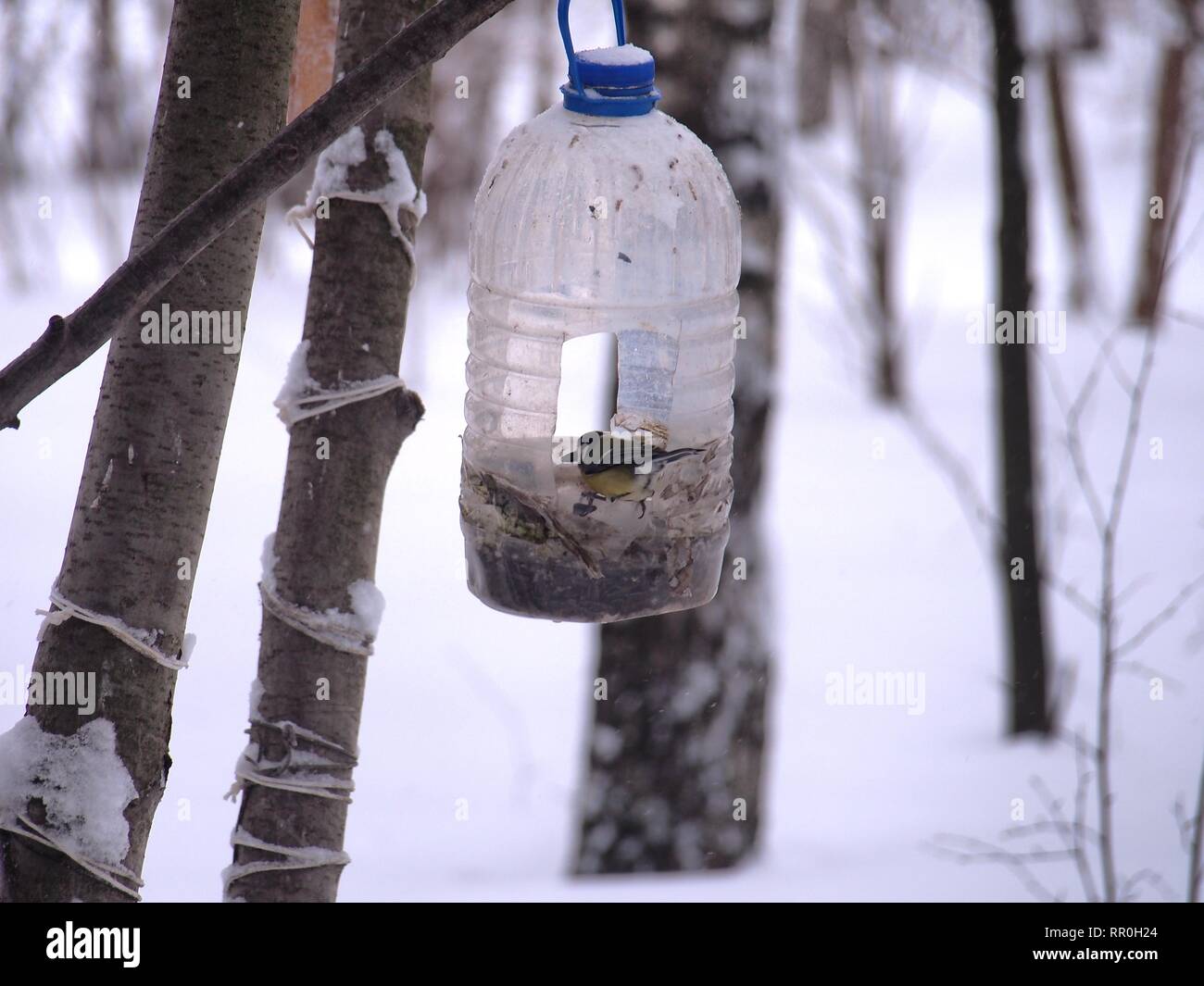 The titmouse feeds in a feeder made of a transparent plastic bottle ...
