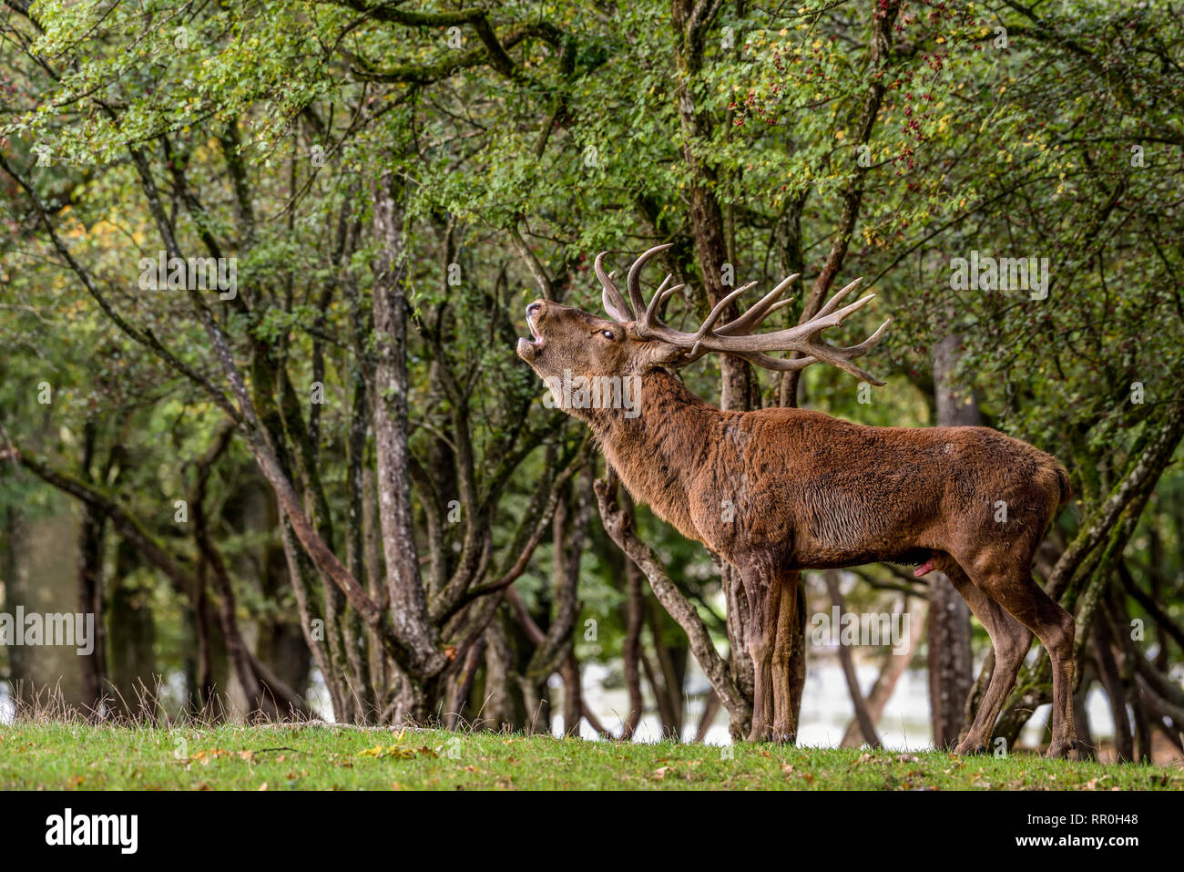 zoology / animals, mammal (mammalia), belling deer red deer (Cervus ...