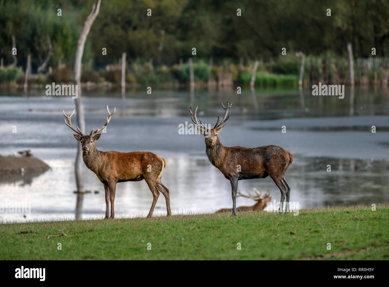 Parc animalier de sainte croix hi-res stock photography and images - Alamy